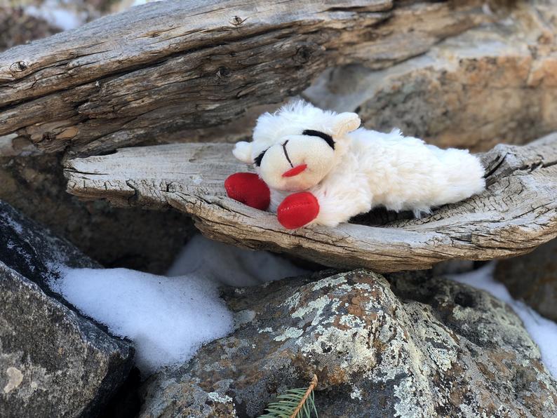 Lambchop Dog Toy – Zany Zak®